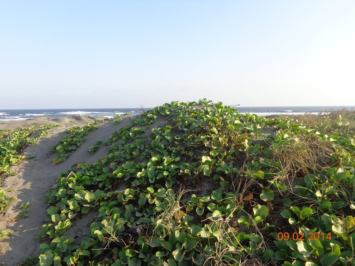 Katang, Solusi Baru Penahan Abrasi