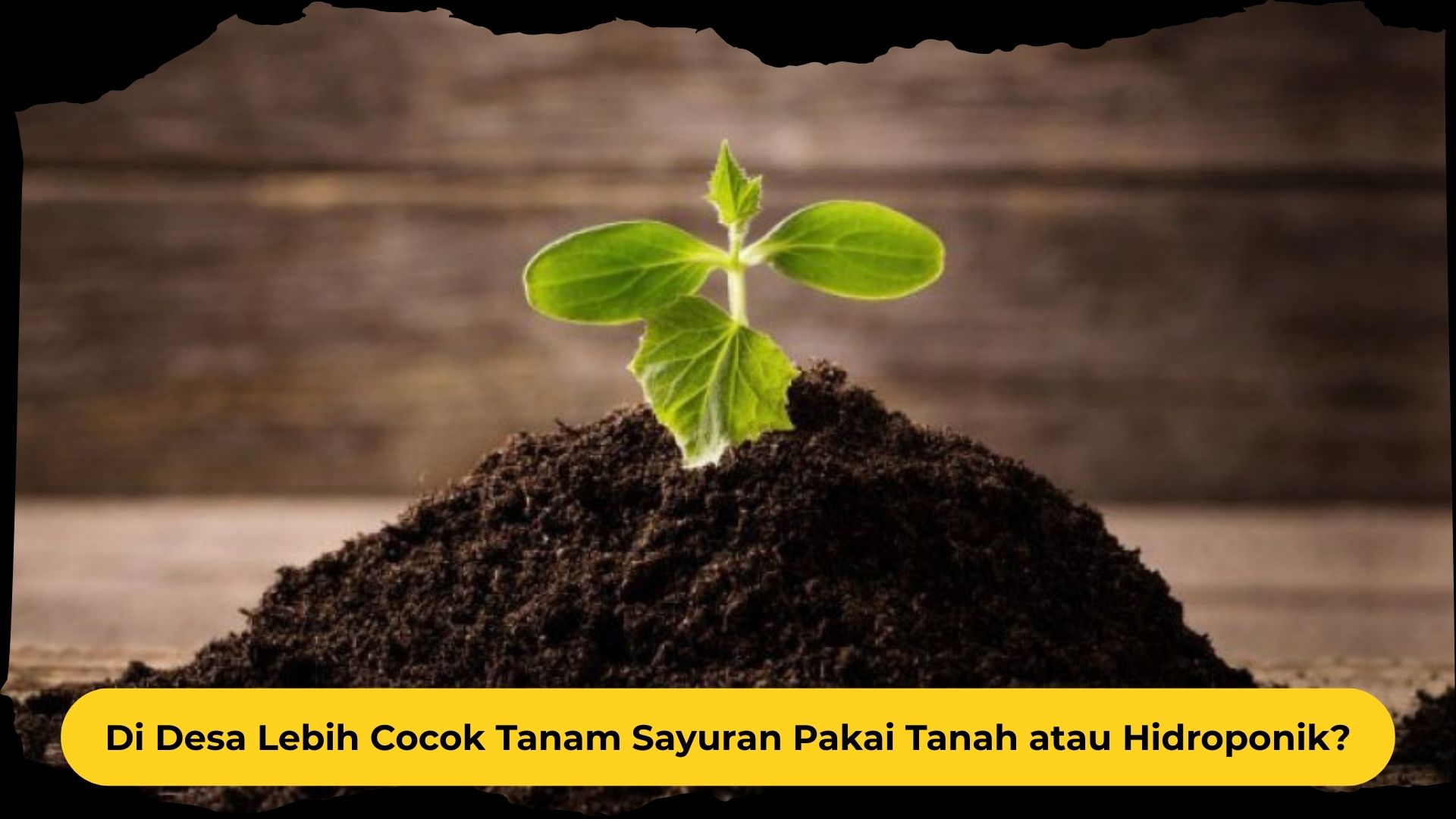 Di Desa Lebih Cocok Tanam Sayuran Pakai Tanah atau Hidroponik?