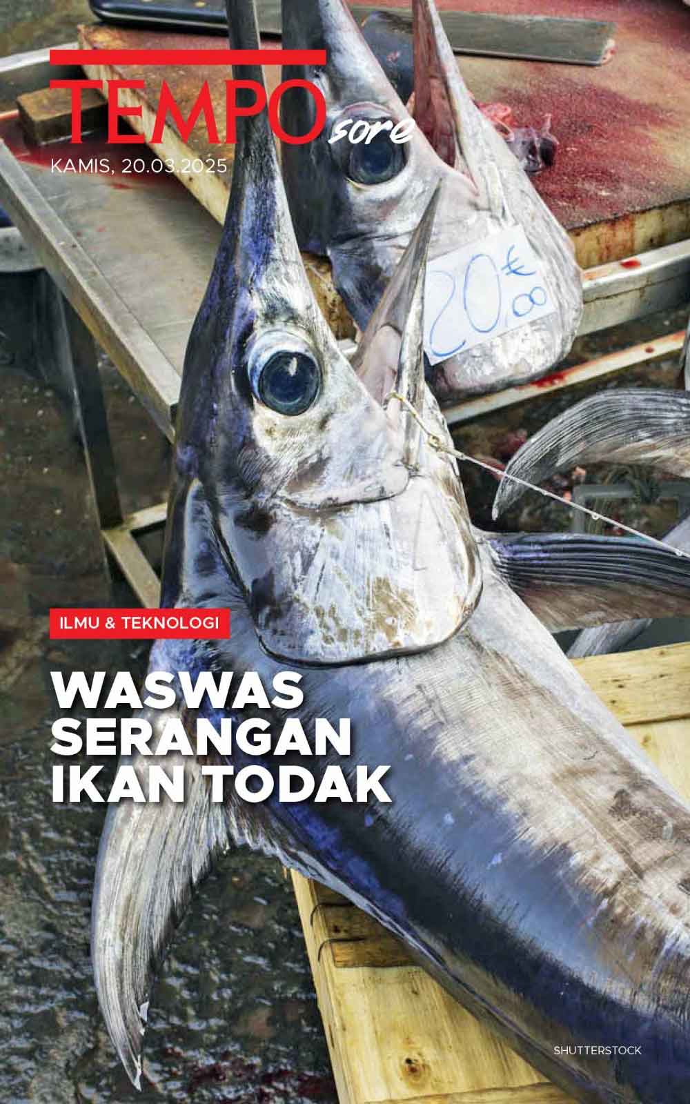 Edisi harian Tempo Mengapa Serangan Ikan Todak Meningkat, 20 Maret 2025 ...
