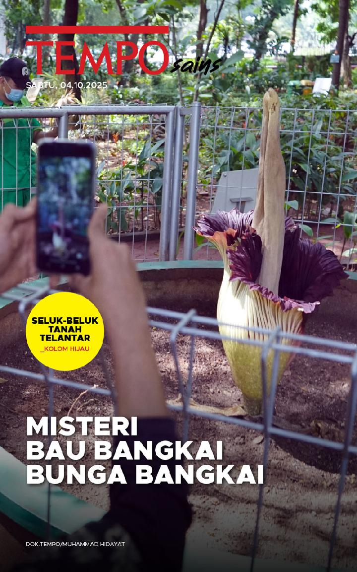 Edisi harian Tempo Misteri Bau Busuk Bunga Bangkai, 4 Oktober 2025 ...
